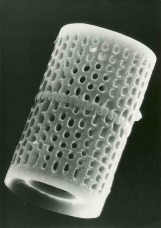 Diatomaceous earth: Unlock the gigantic power of prehistoric fossils