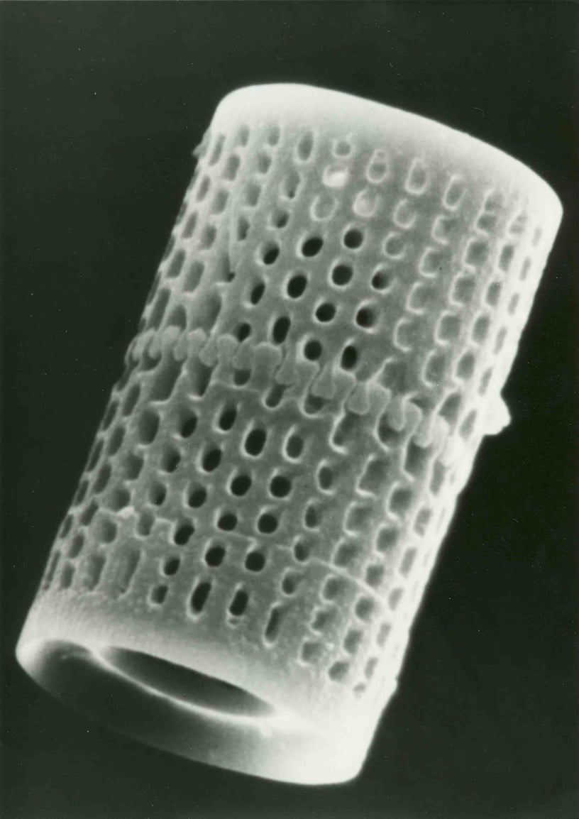 Millions of years in the making: National Diatomaceous Earth Day